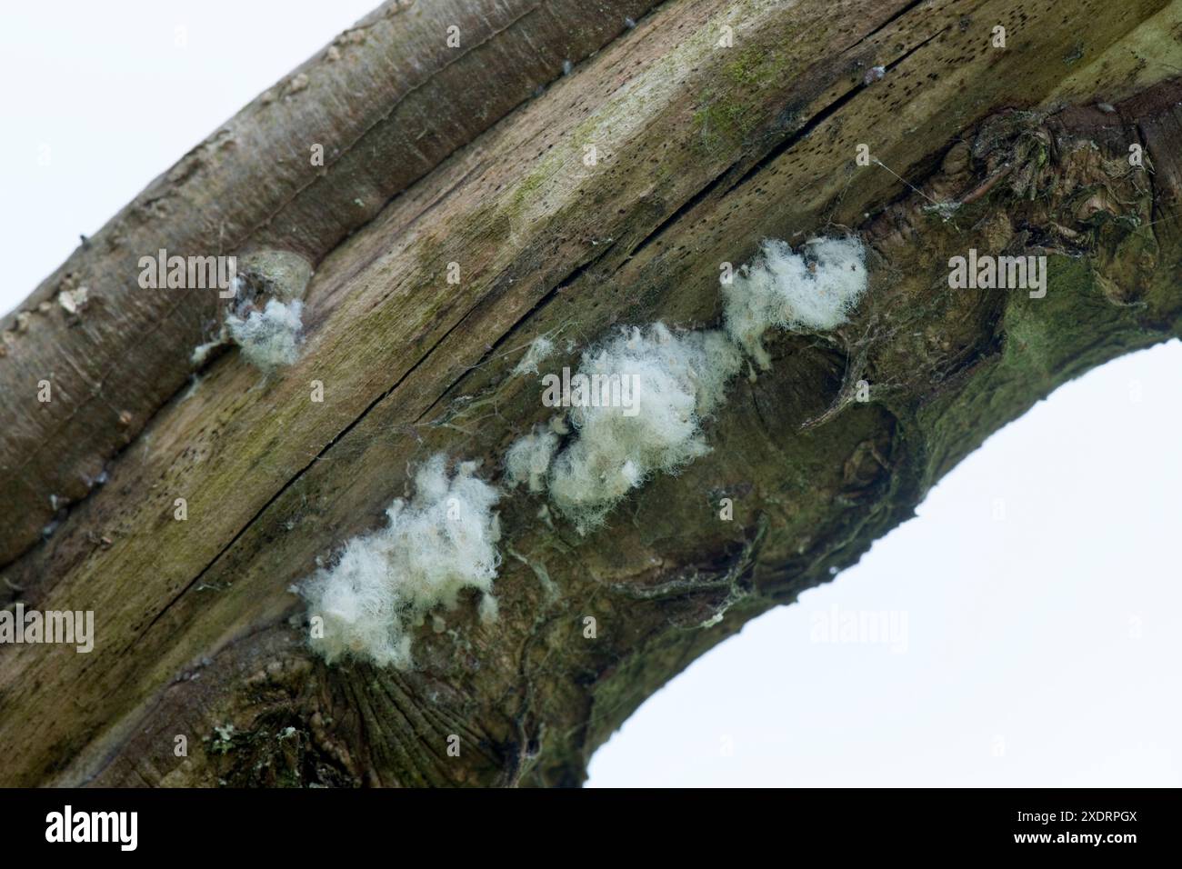Woolly aphids (Eriosoma lanigerum) white woolly colonies of aphid pests ...