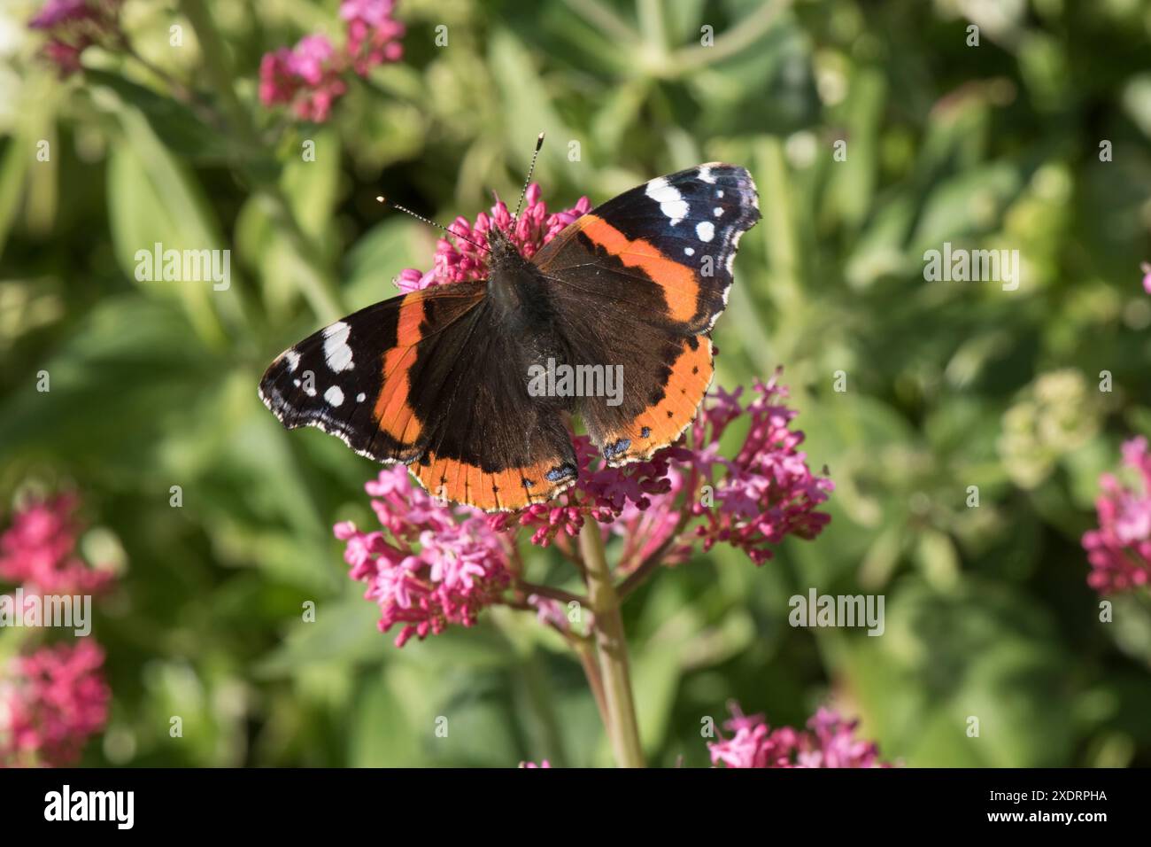 A red admiral butterfly (Vanessa atalanta) feeding on the flower of a ...