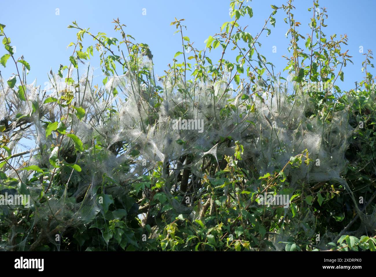 Silk webbing of spindle ermine moth (Yponomeuta cagnagella ...