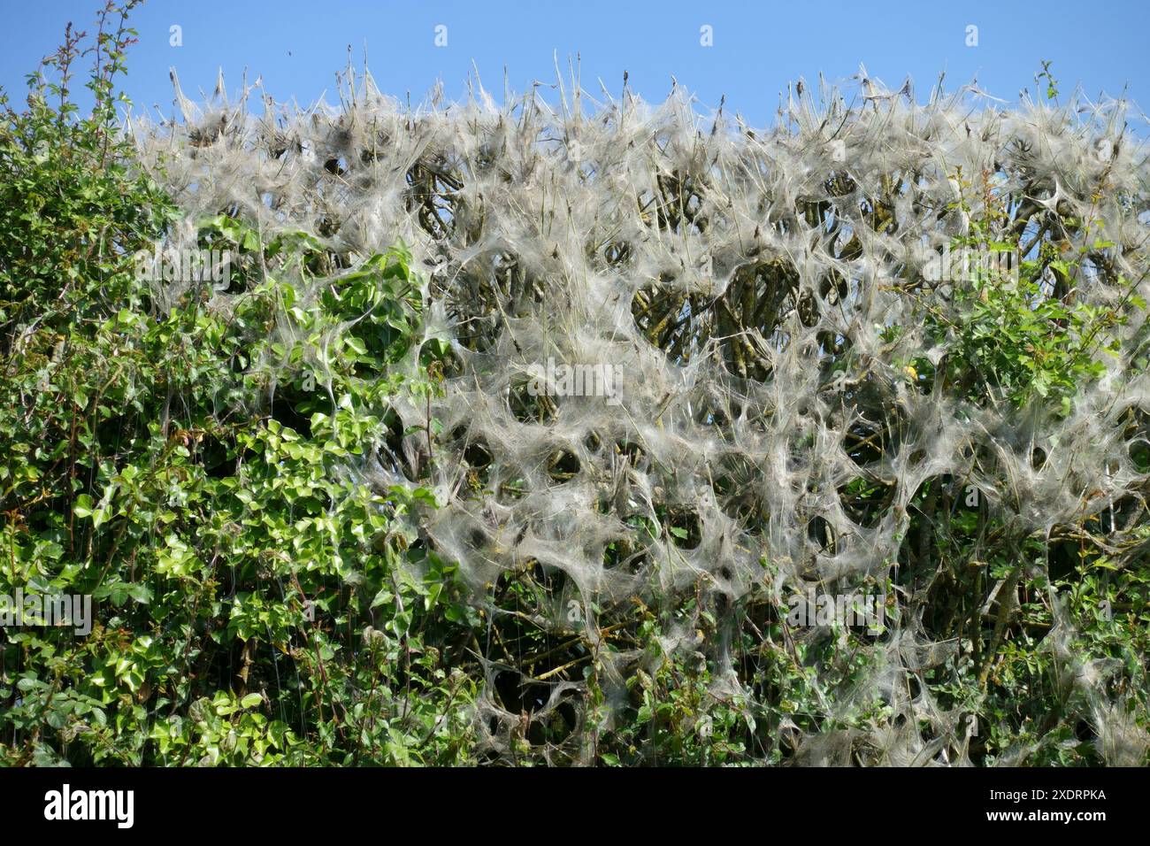 Webbing moth hi-res stock photography and images - Alamy