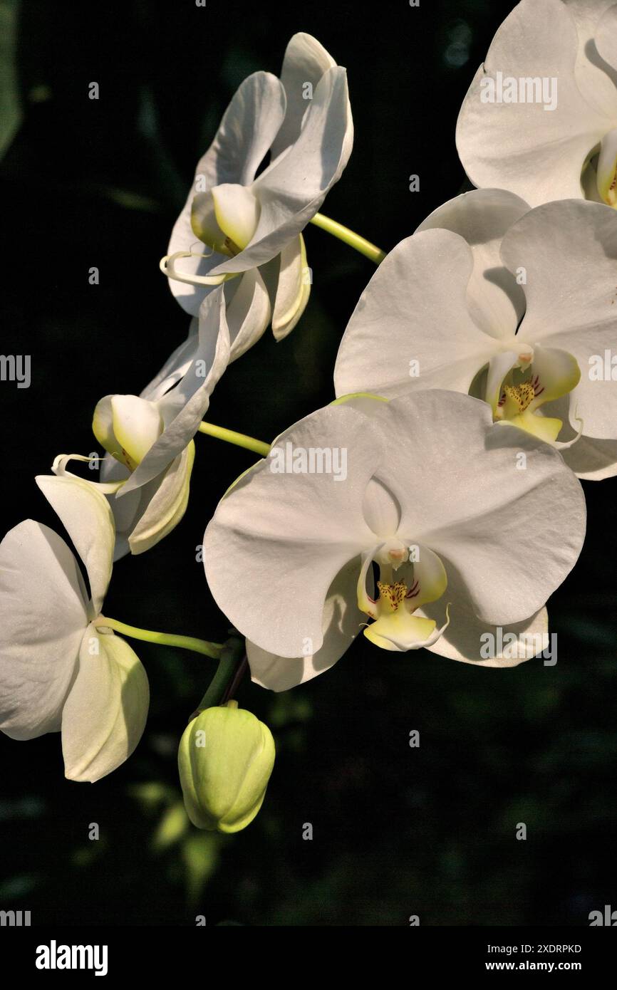 Variety of Orchids, the National Orchid Garden, located within the ...