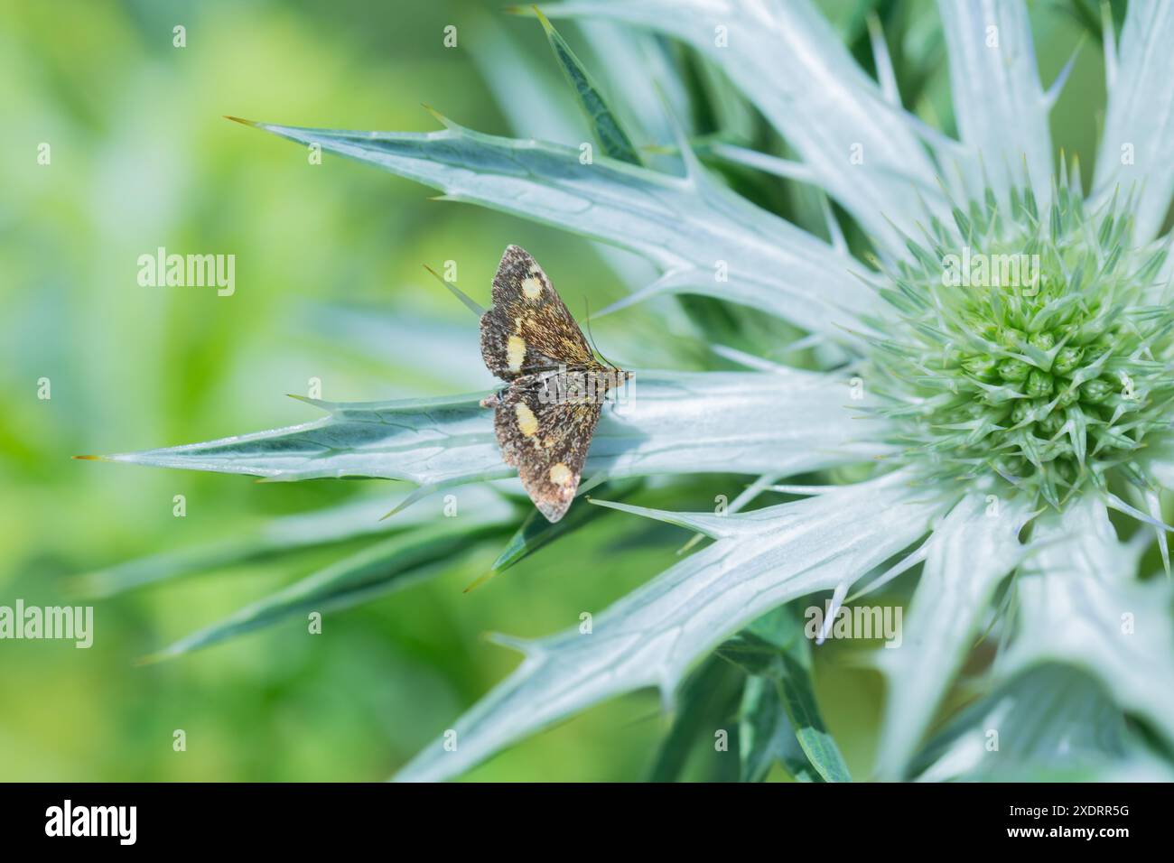 Day flying moth species hi-res stock photography and images - Alamy