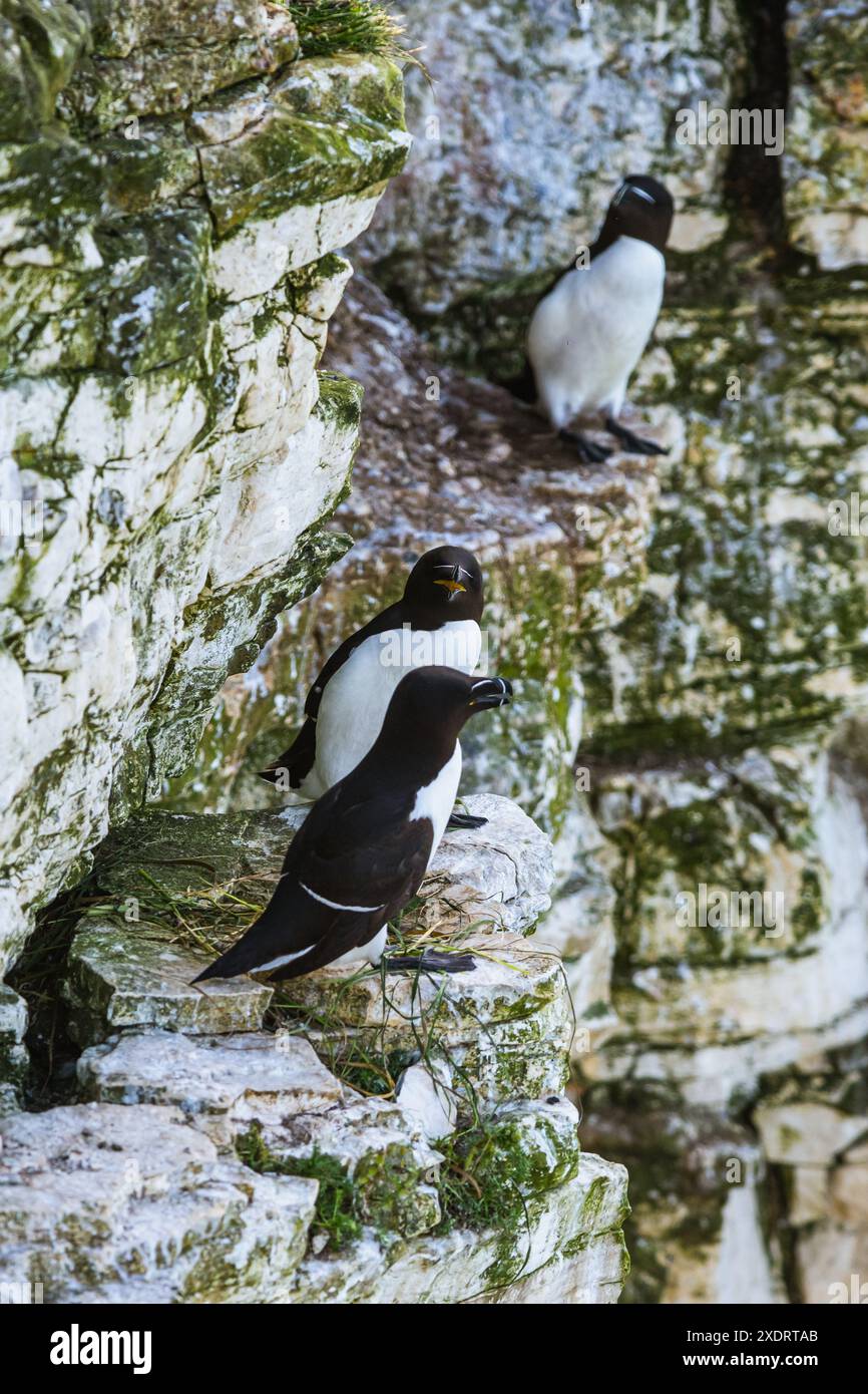 Razorbill, Alca Torda, birds on cliffs, Bempton Cliffs, North Yorkshire ...