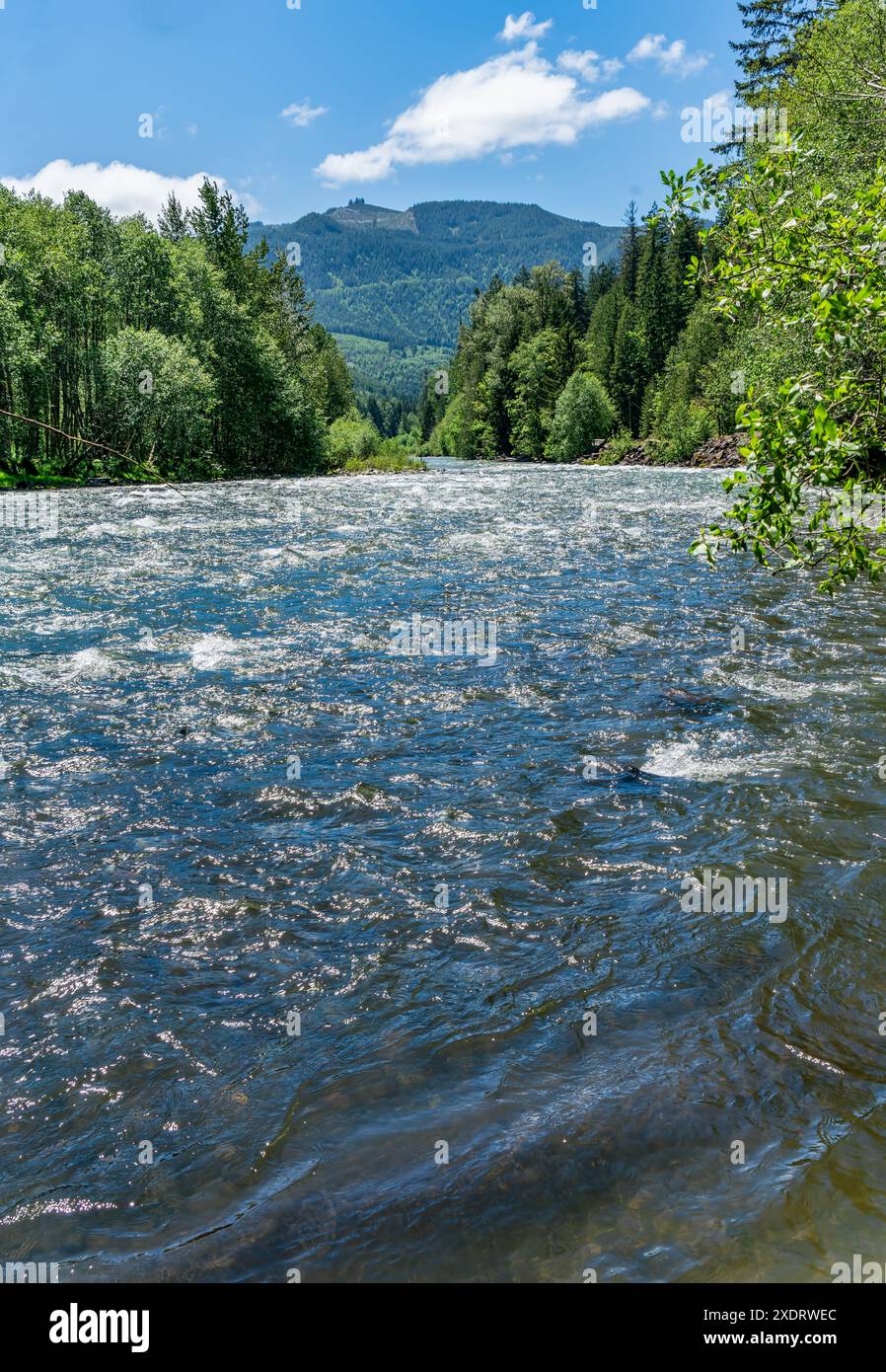 Trees line the White River near Highway 410 in Washington State Stock ...