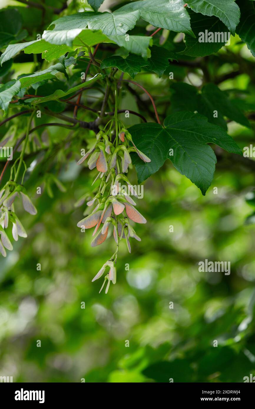 Pink sycamore fruits hi-res stock photography and images - Alamy