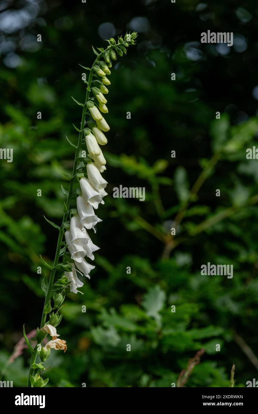 A single white flowering foxglove (Digitalis purpurea f. albiflora ...