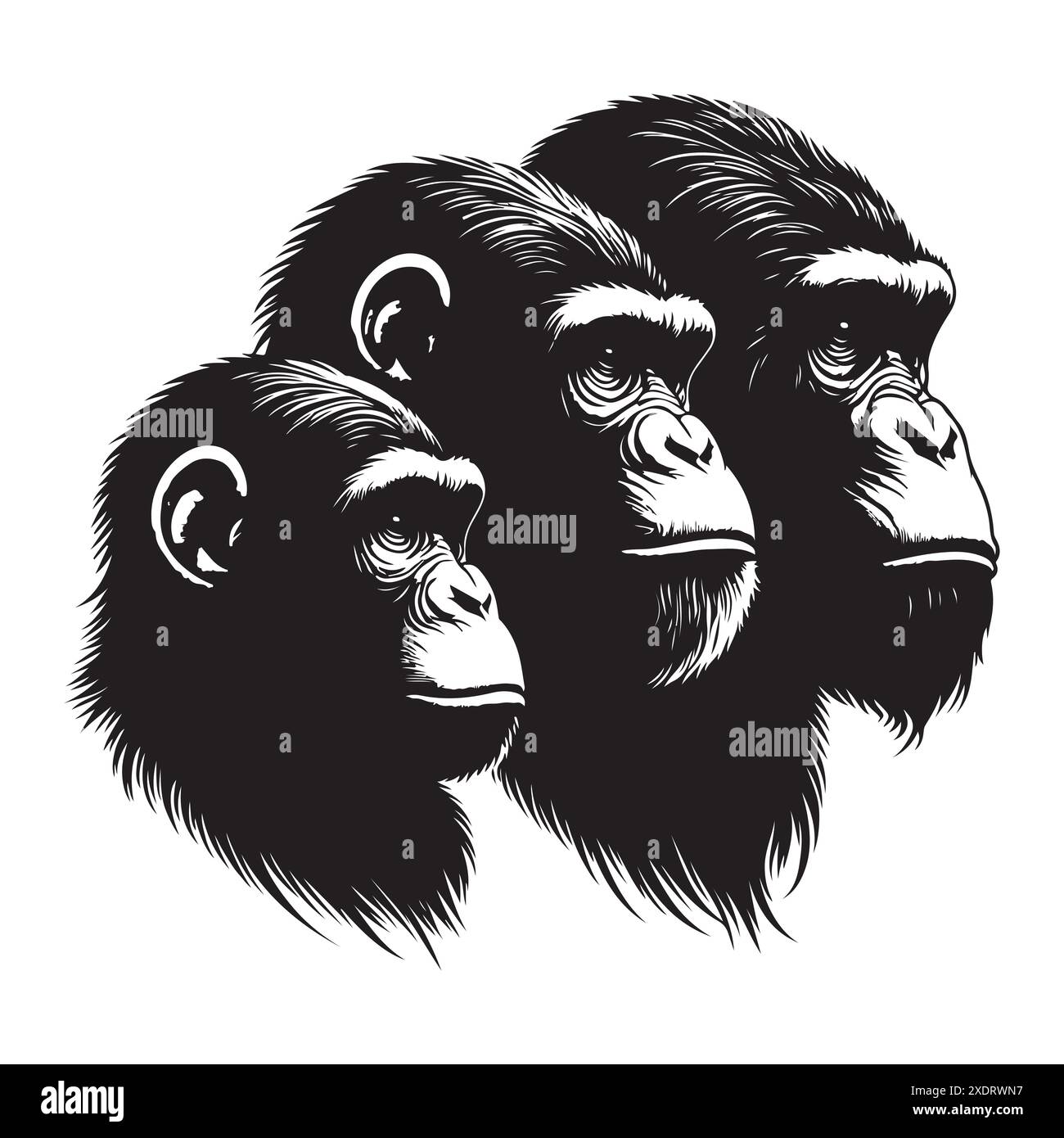 Silhouette set of ape animal head. Vector isolated illustration Stock ...