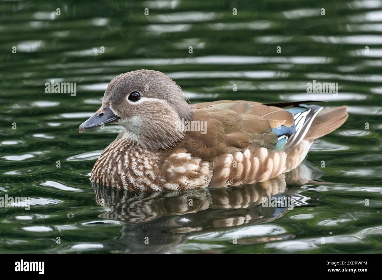 A single female Mandarin Duck (Aix galericulata) on a lake in West ...