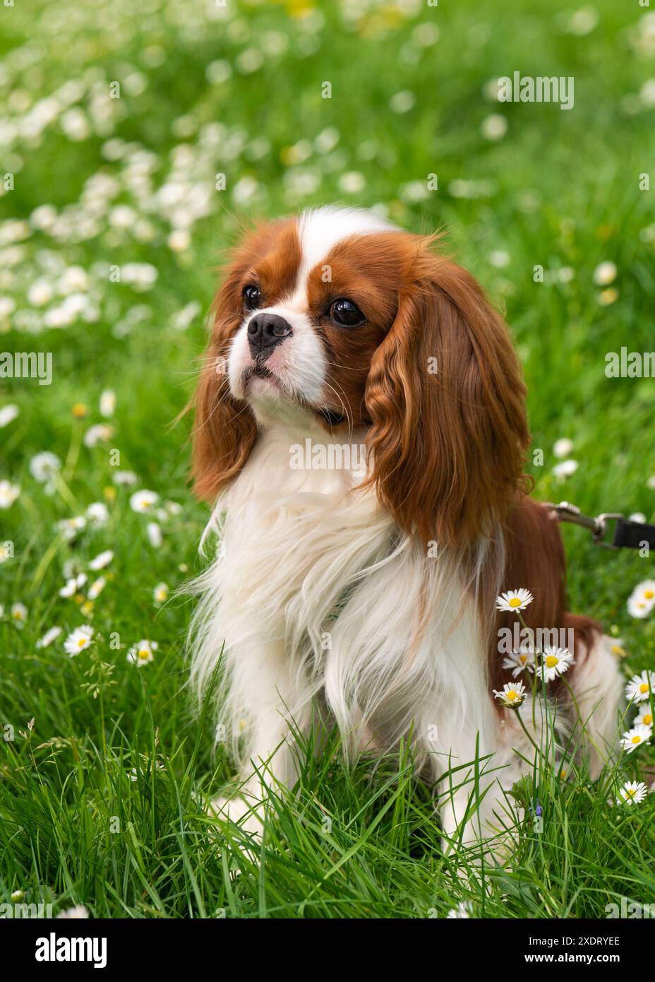 Cutely dog hi-res stock photography and images - Alamy