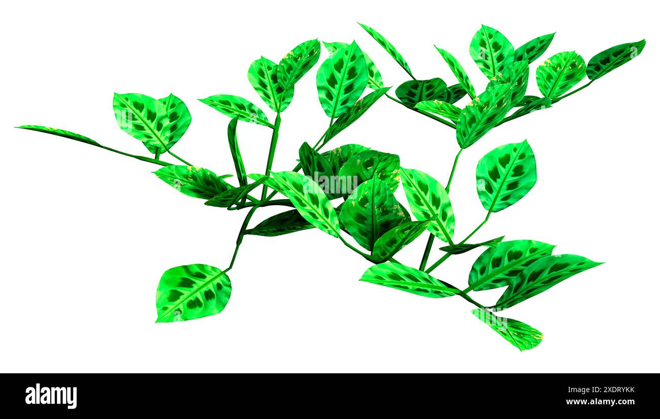3D rendering of green Maranta leuconeura or prayer plants isolated on ...