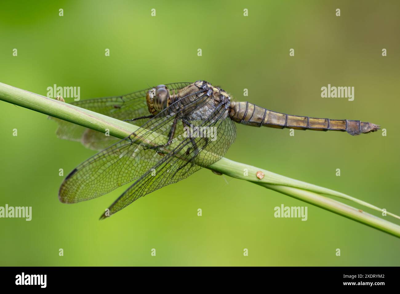 Crimson Dropwing dragonfly - Orthetrum testaceum, beautiful Asian ...