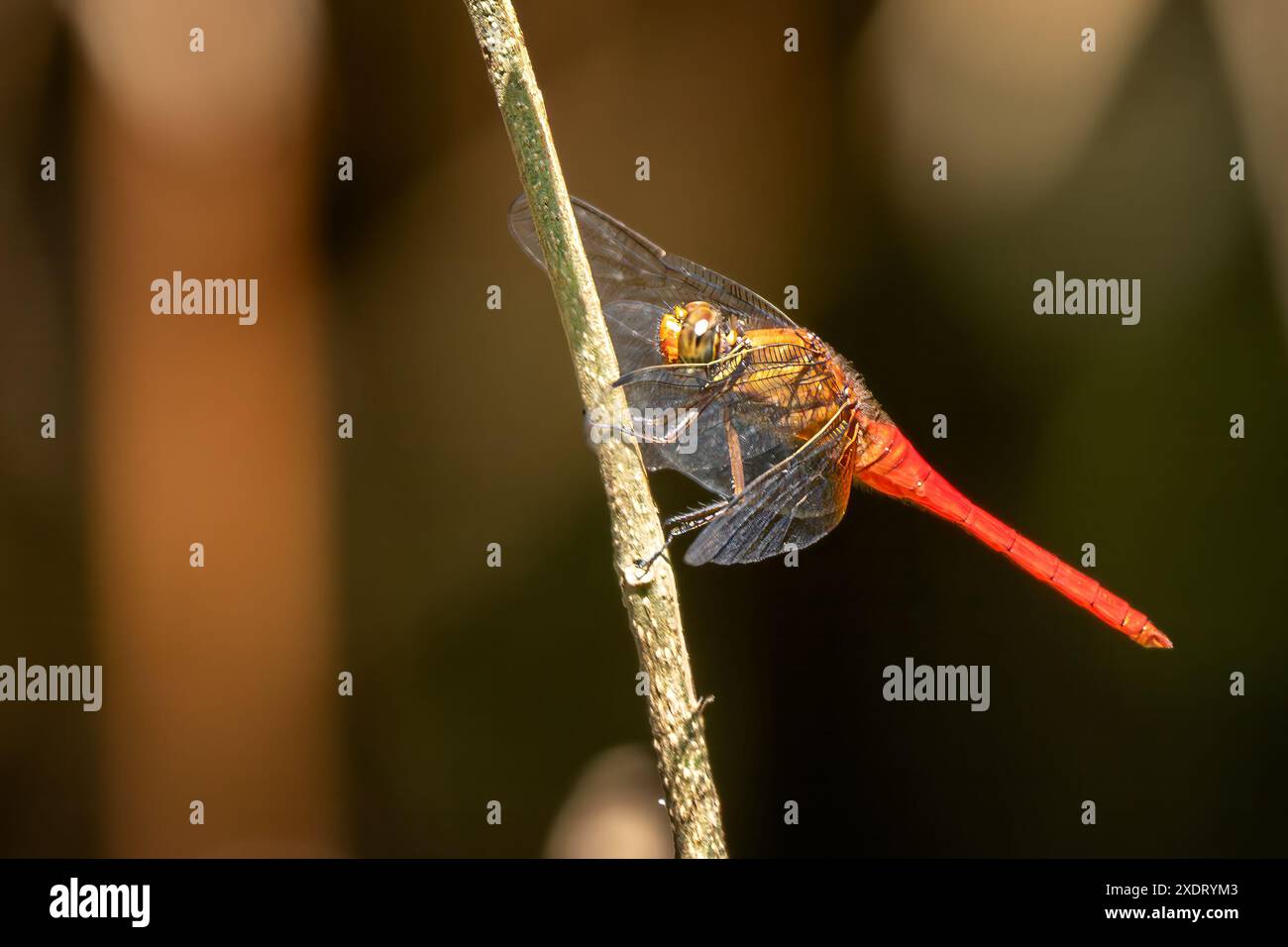 Crimson Dropwing dragonfly - Orthetrum testaceum, beautiful Asian ...