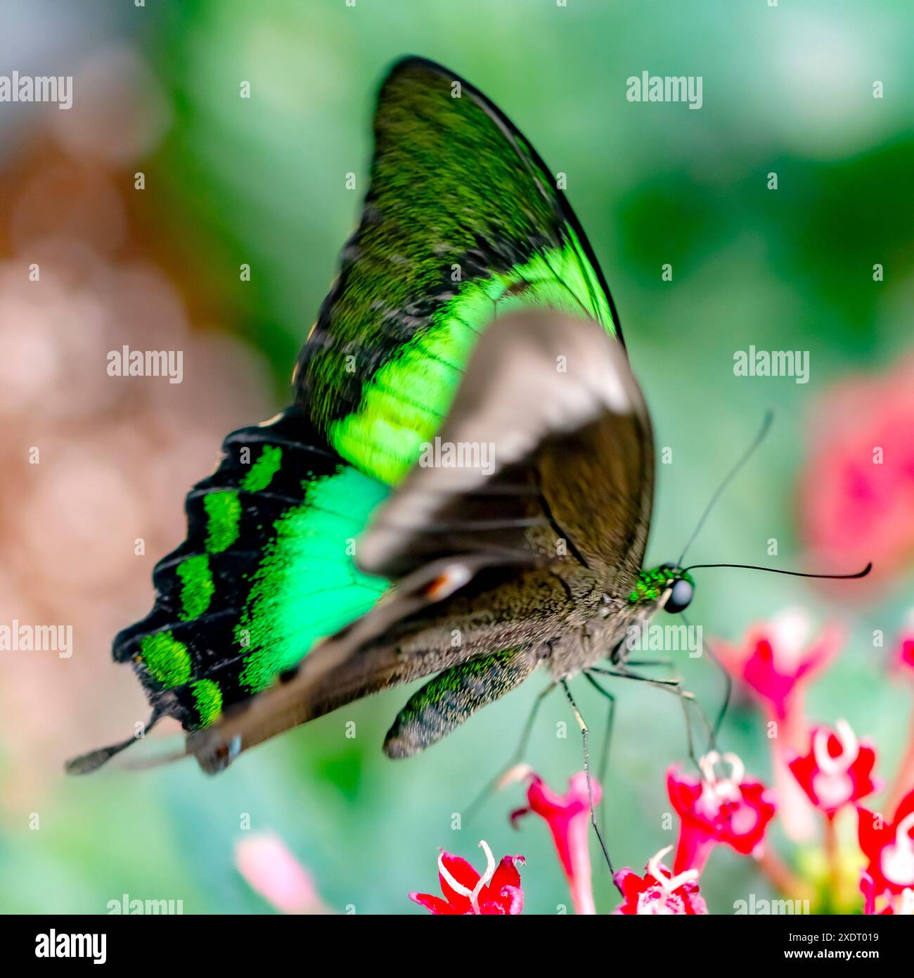 Butterfly in its environment hi-res stock photography and images - Alamy