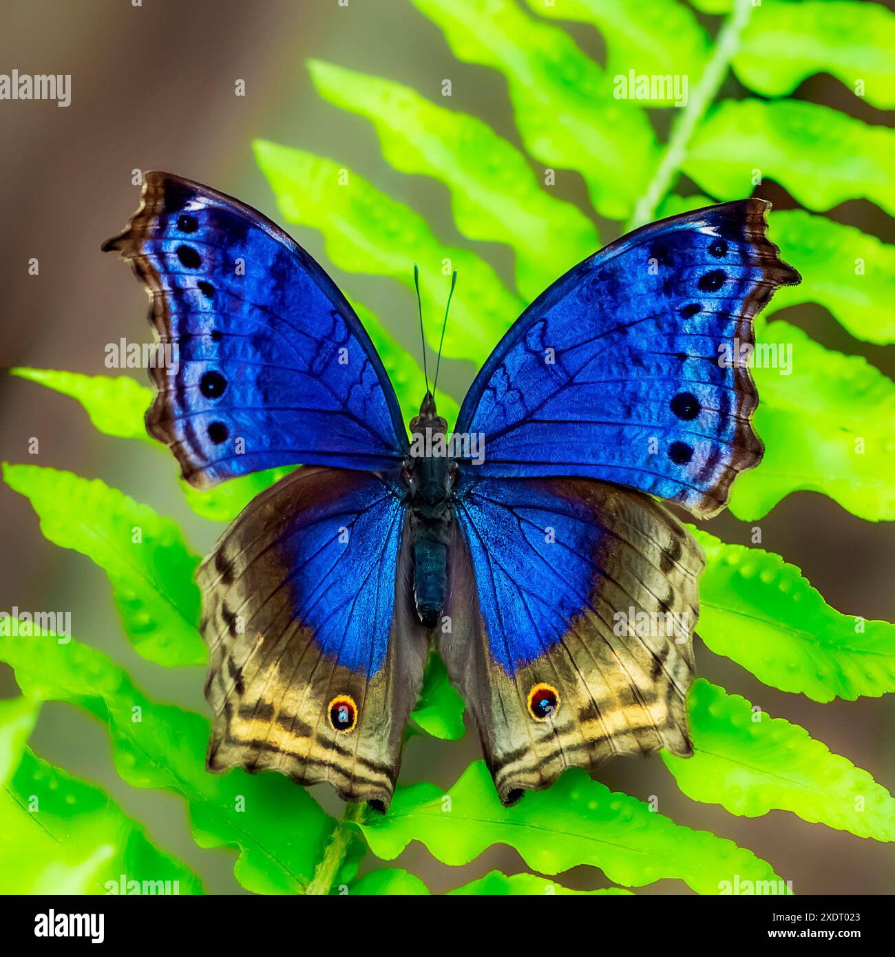 Butterfly in its environment hi-res stock photography and images - Alamy