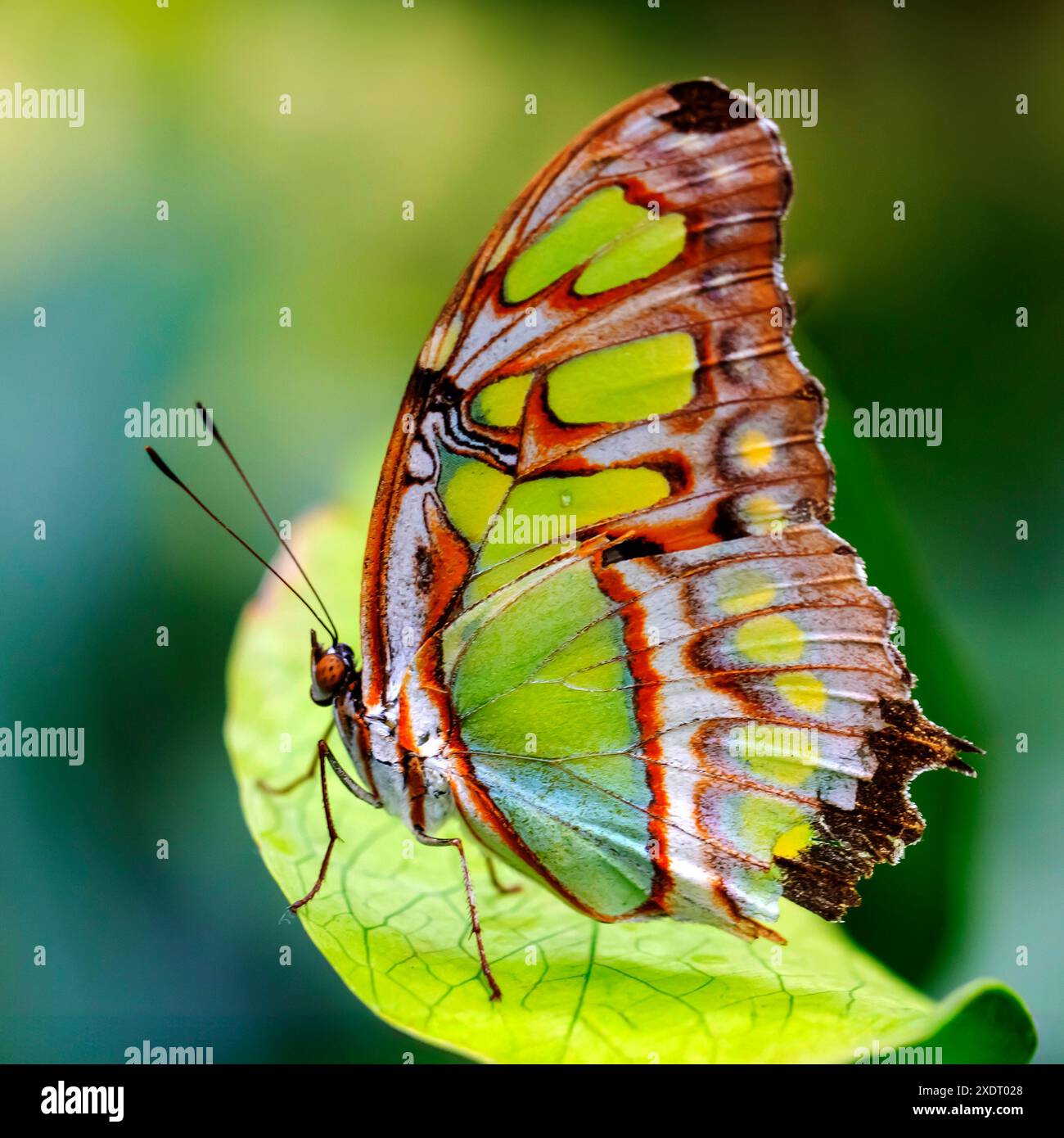 Butterfly in its environment hi-res stock photography and images - Alamy