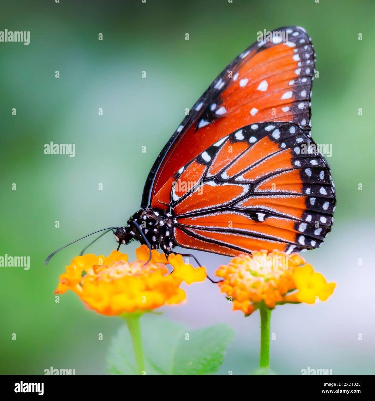 Butterfly in the environment hi-res stock photography and images - Alamy