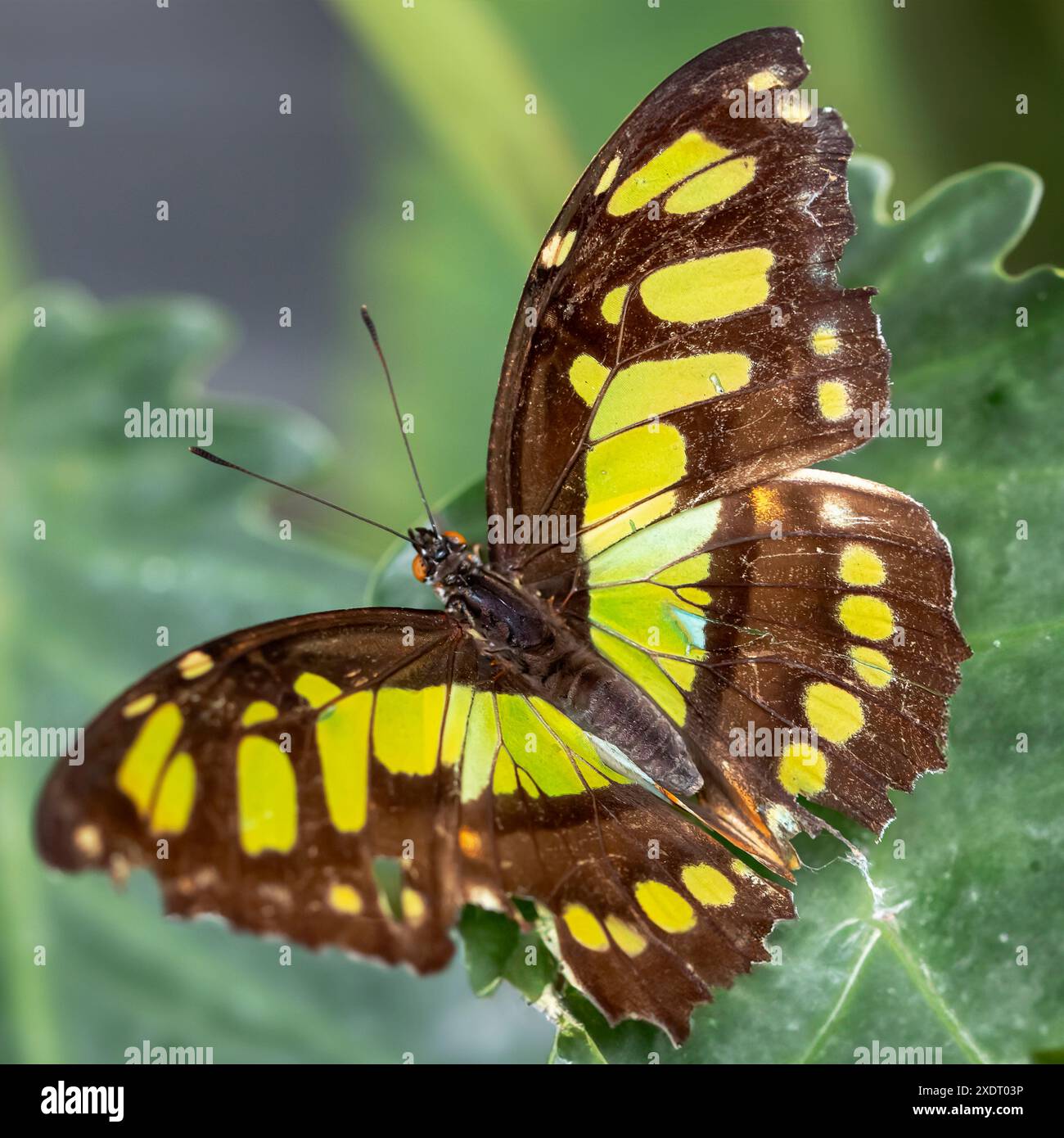 Butterfly in its environment hi-res stock photography and images - Alamy