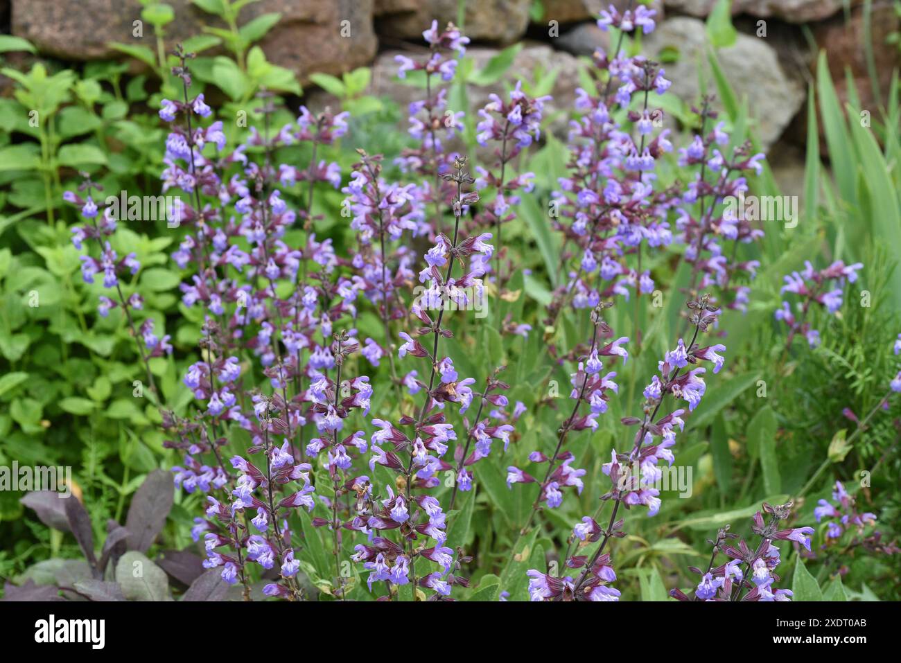 Trockenmauern im Garten sind gut geeignet für viele Kraeuter und ...