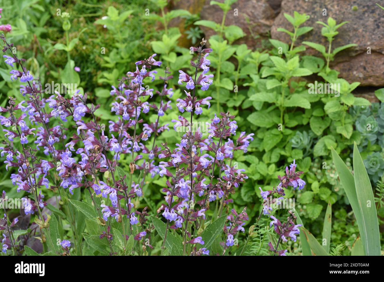 Trockenmauern im Garten sind gut geeignet für viele Kraeuter und ...