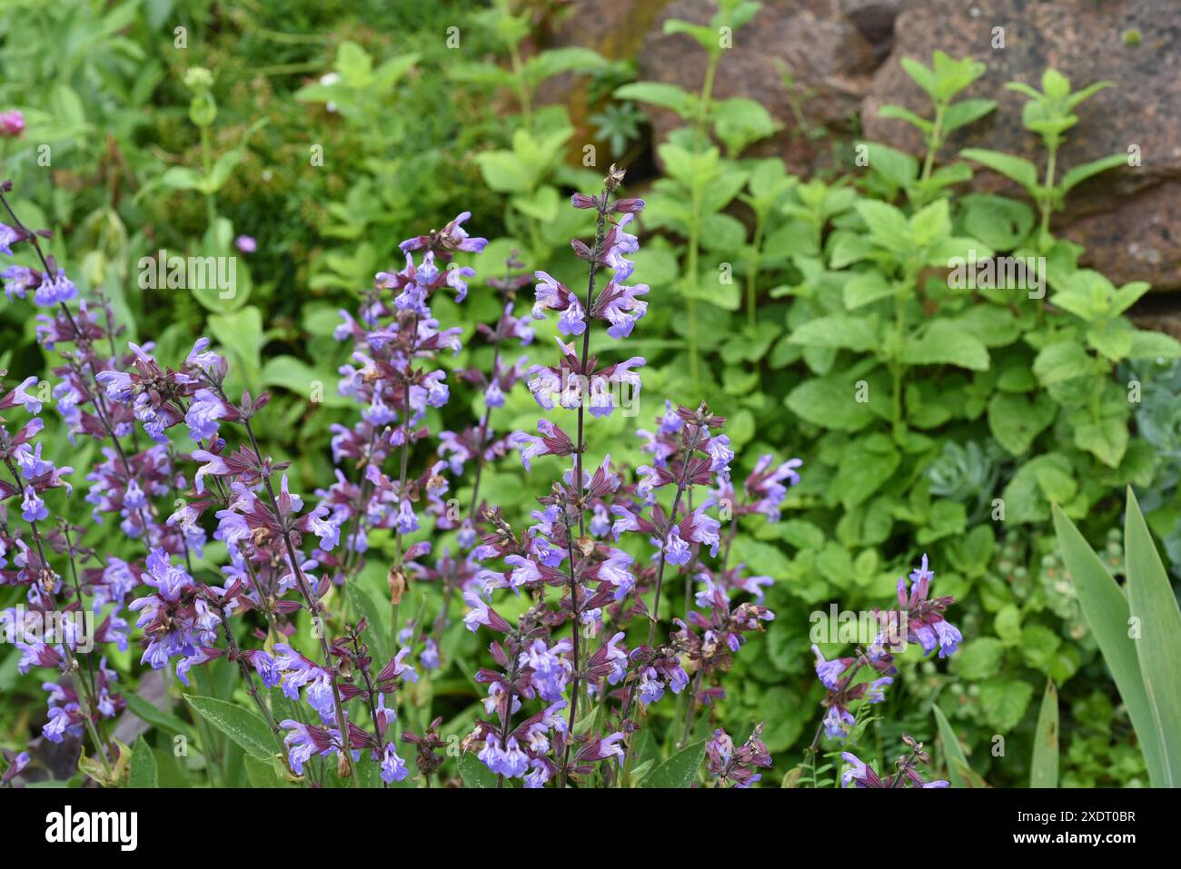 Trockenmauern im Garten sind gut geeignet für viele Kraeuter und ...