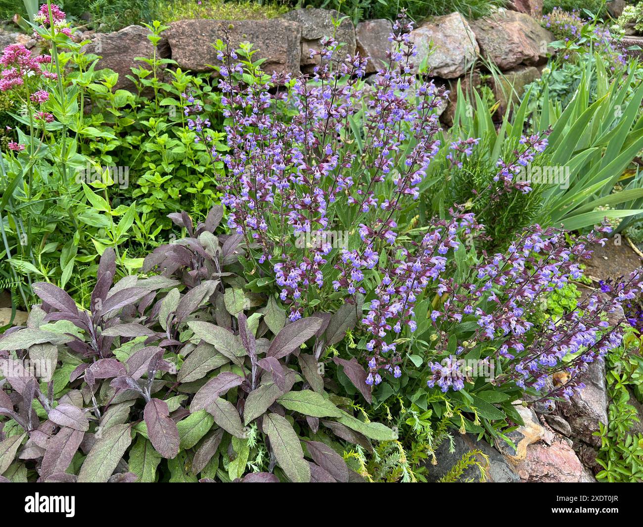 Trockenmauern im Garten sind gut geeignet für viele Kraeuter und ...