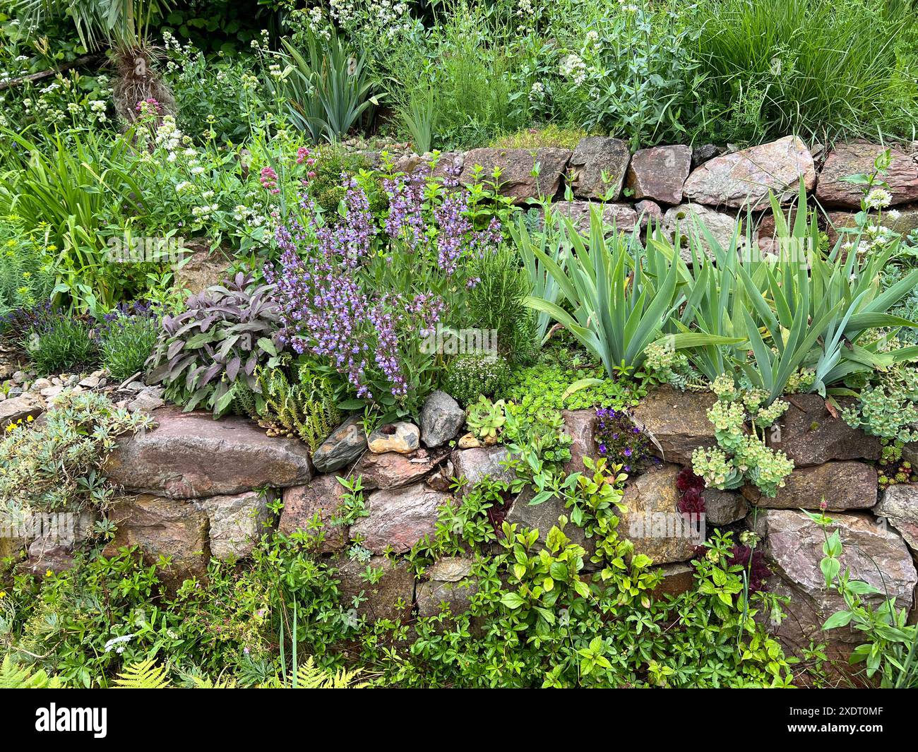 Trockenmauern im Garten sind gut geeignet für viele Kraeuter und ...
