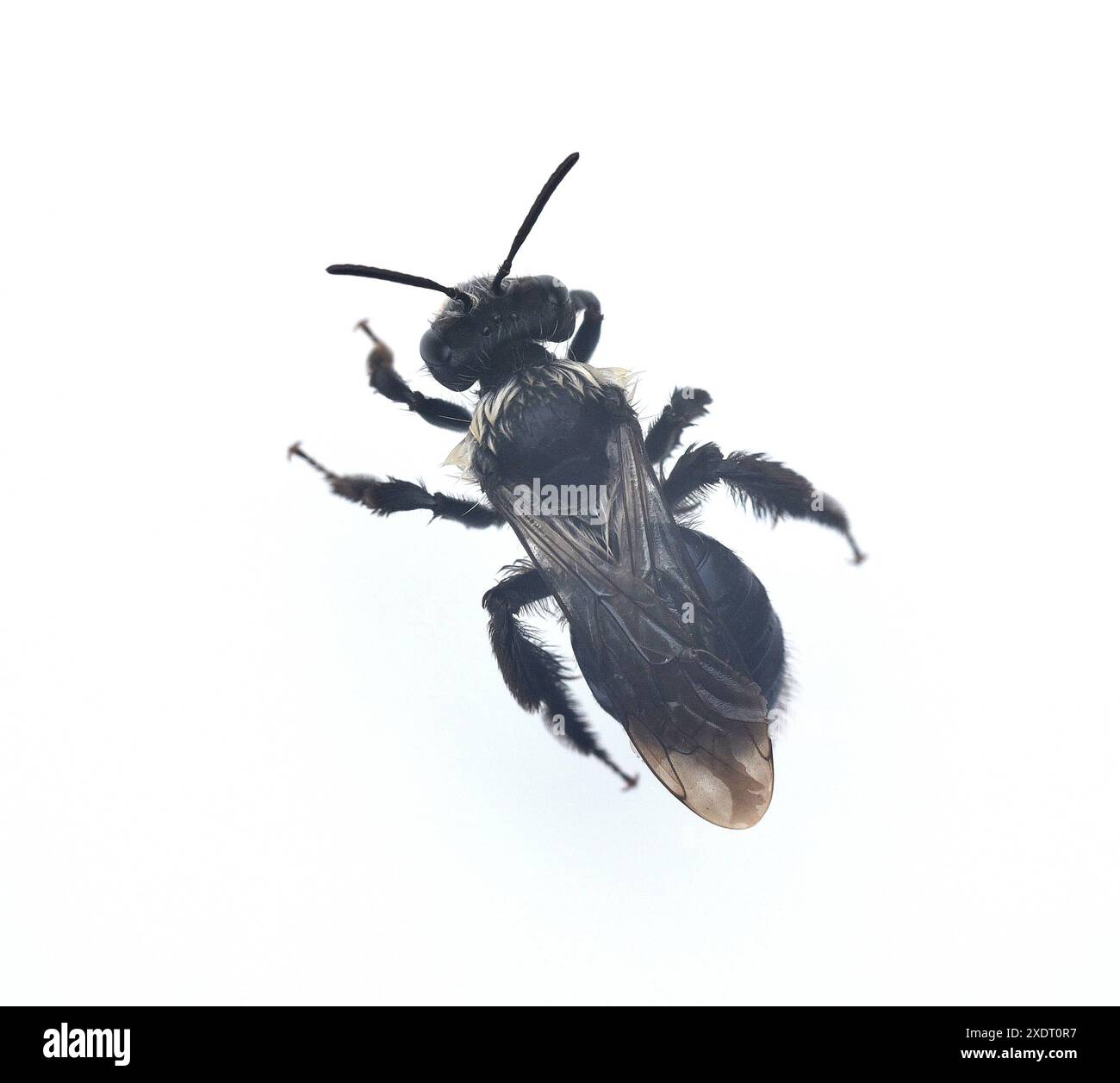 Schwarze Moertelbiene, Megachile parietina, Megachilidae ist eine ...
