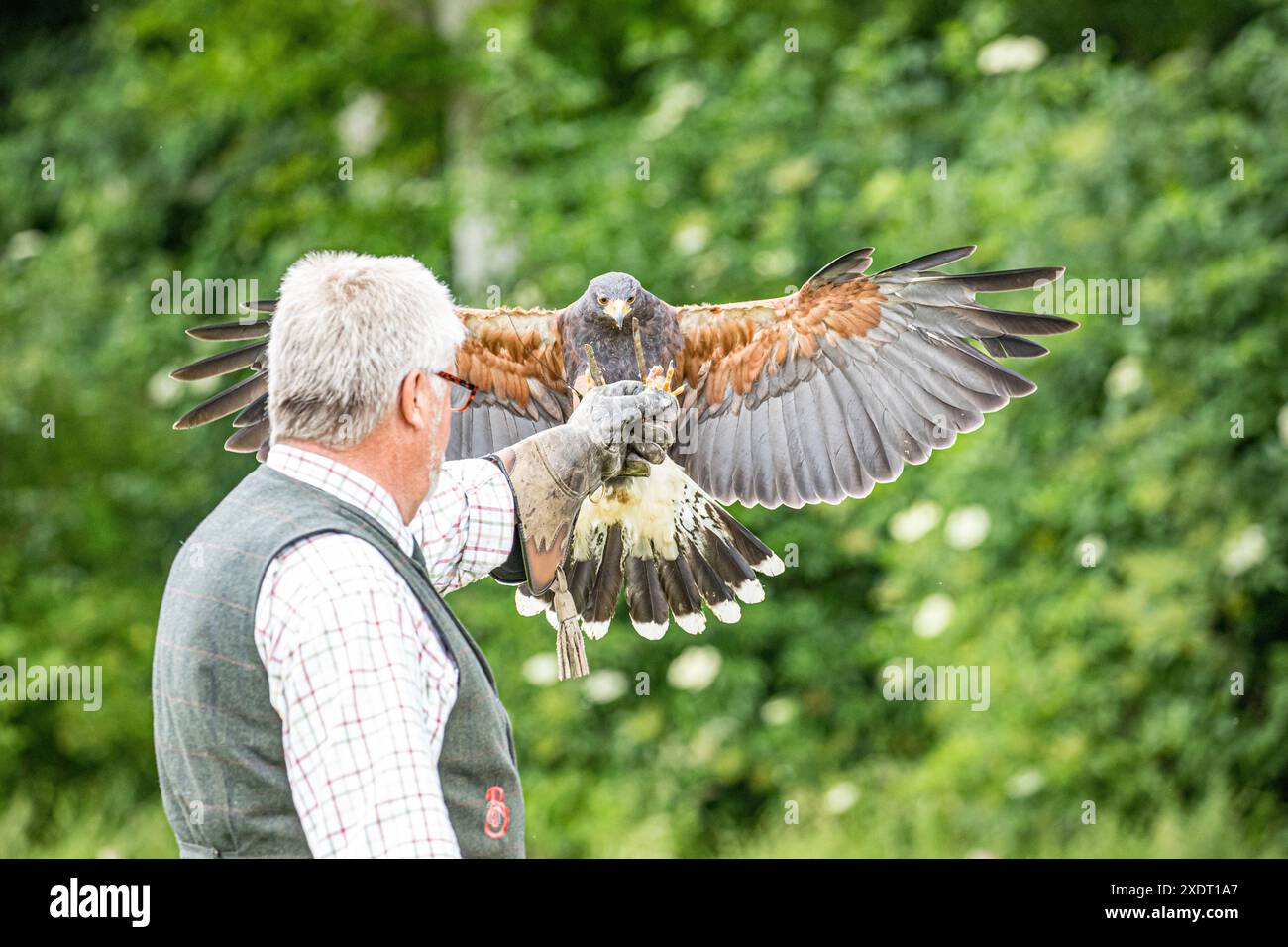 BROADCHALKE, WILTSHIRE, UK, 24th June, 2024, Close up image of a ...