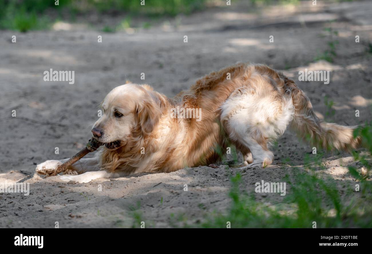 Golden retriever chewing stick hi-res stock photography and images - Alamy