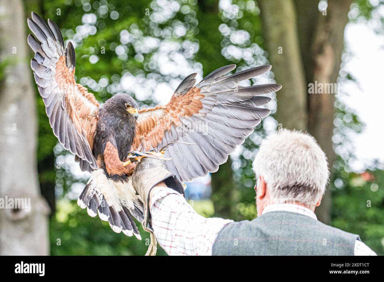 BROADCHALKE, WILTSHIRE, UK, 24th June, 2024, Close up image of a ...
