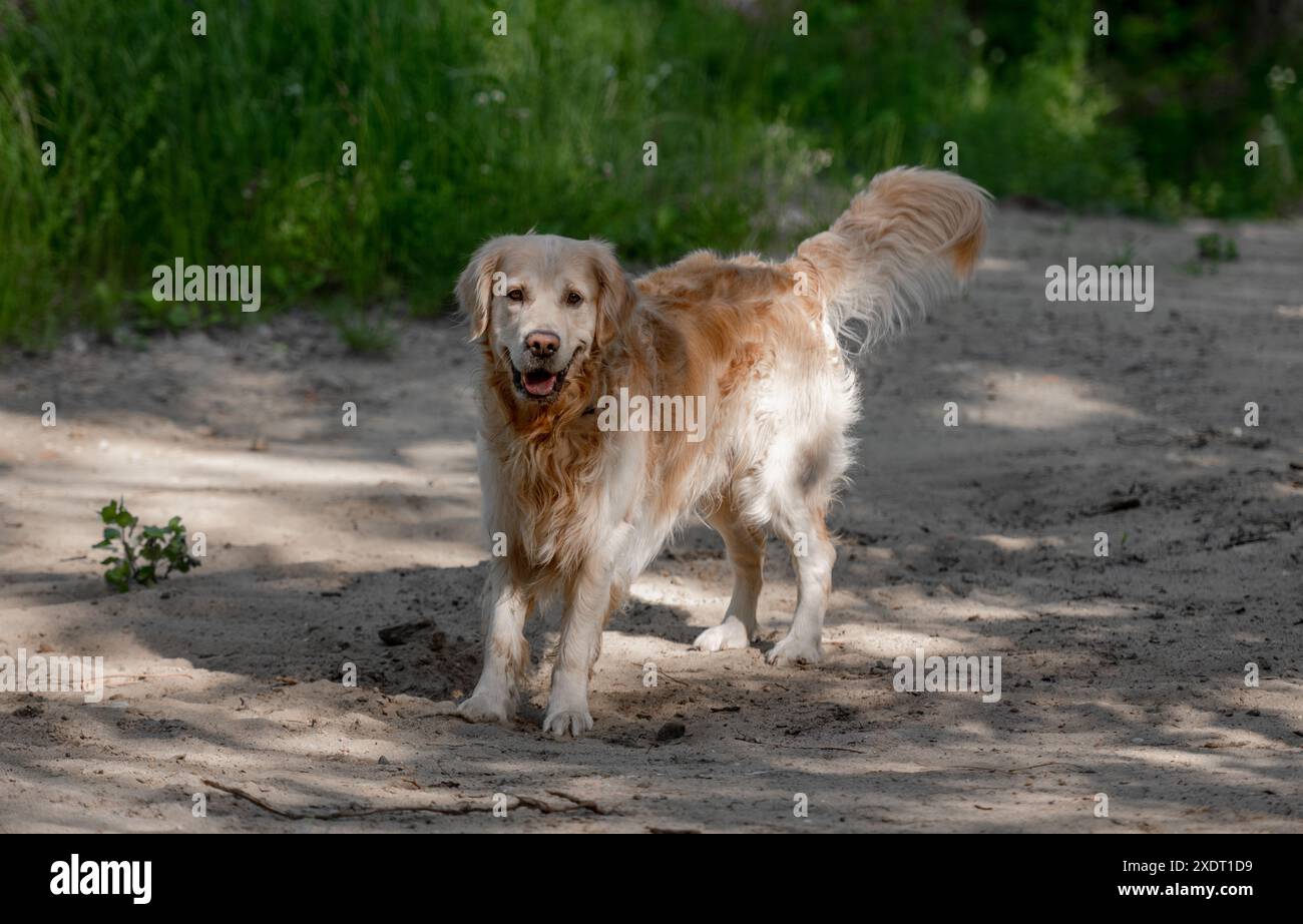 Golden retriever digging hi-res stock photography and images - Alamy