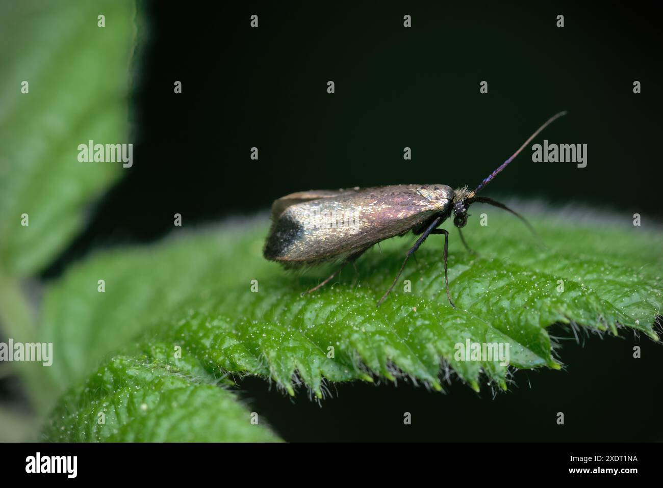 Closeup of a single Green longhorn (Adela reaumurella) on a green leaf ...