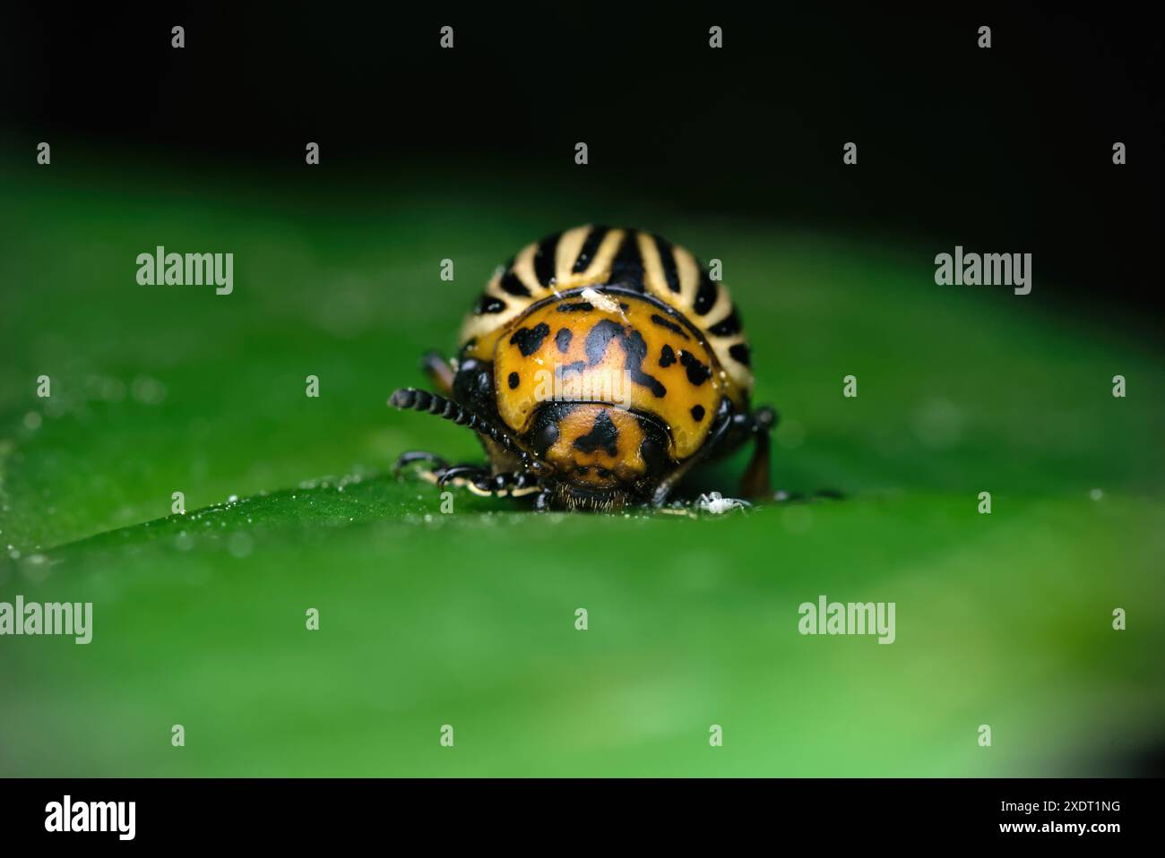 Potato bug hi-res stock photography and images - Alamy