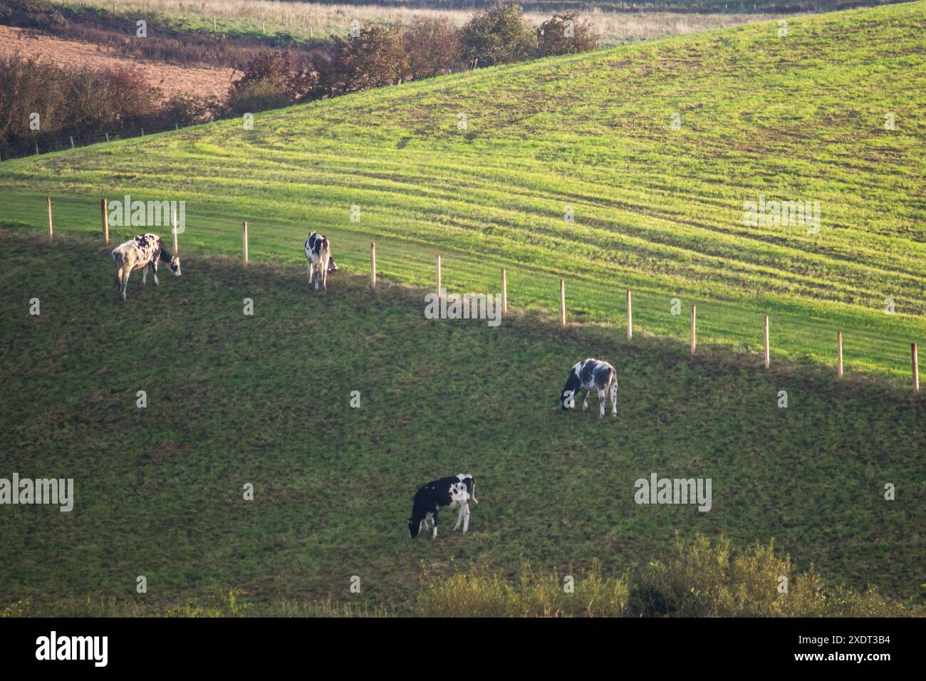 Friesen Cows grazing in the Welsh countryside in the early morning ...