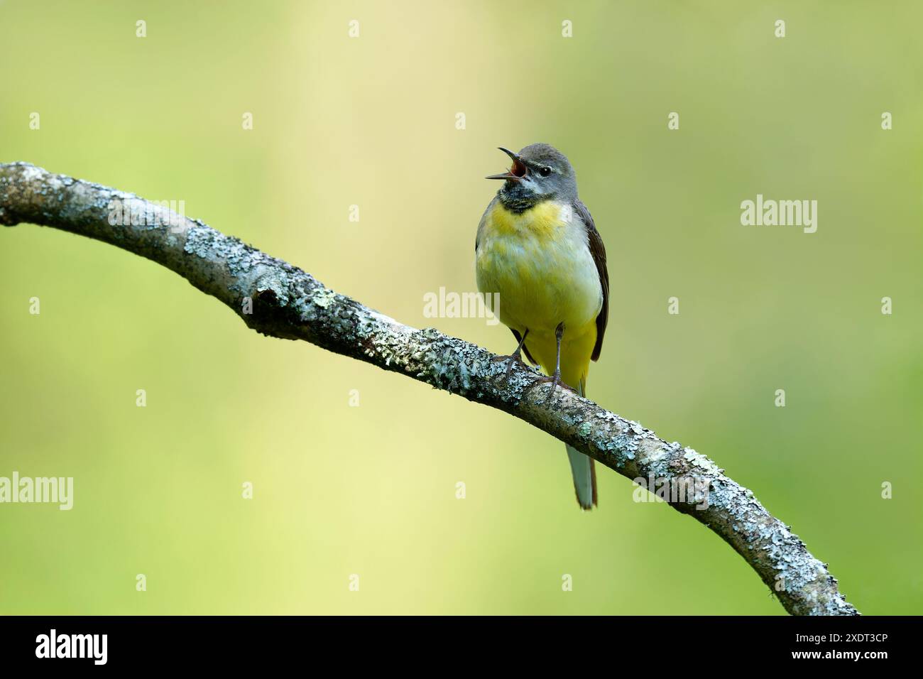 Uk motacilla cinerea hi-res stock photography and images - Alamy