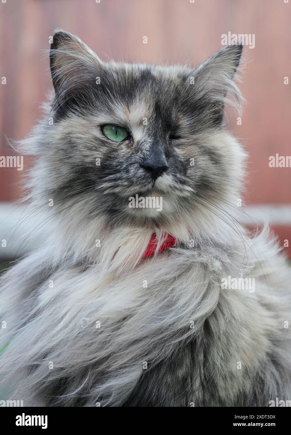 Beautiful fluffy cat with one eye. She was born with a disability ...