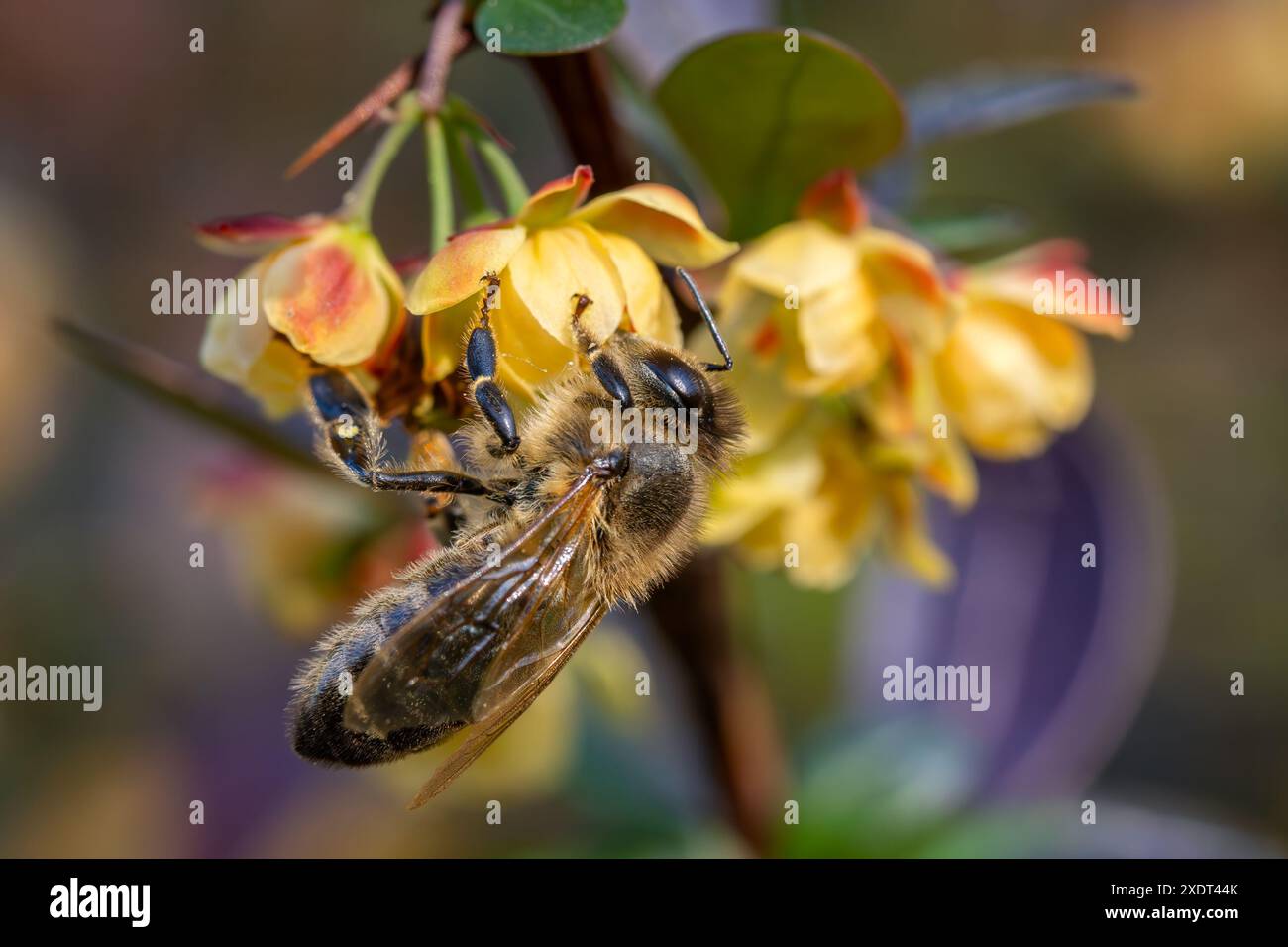 Honey Bee - Apis mellifera capensis, common popular eusocial flying ...