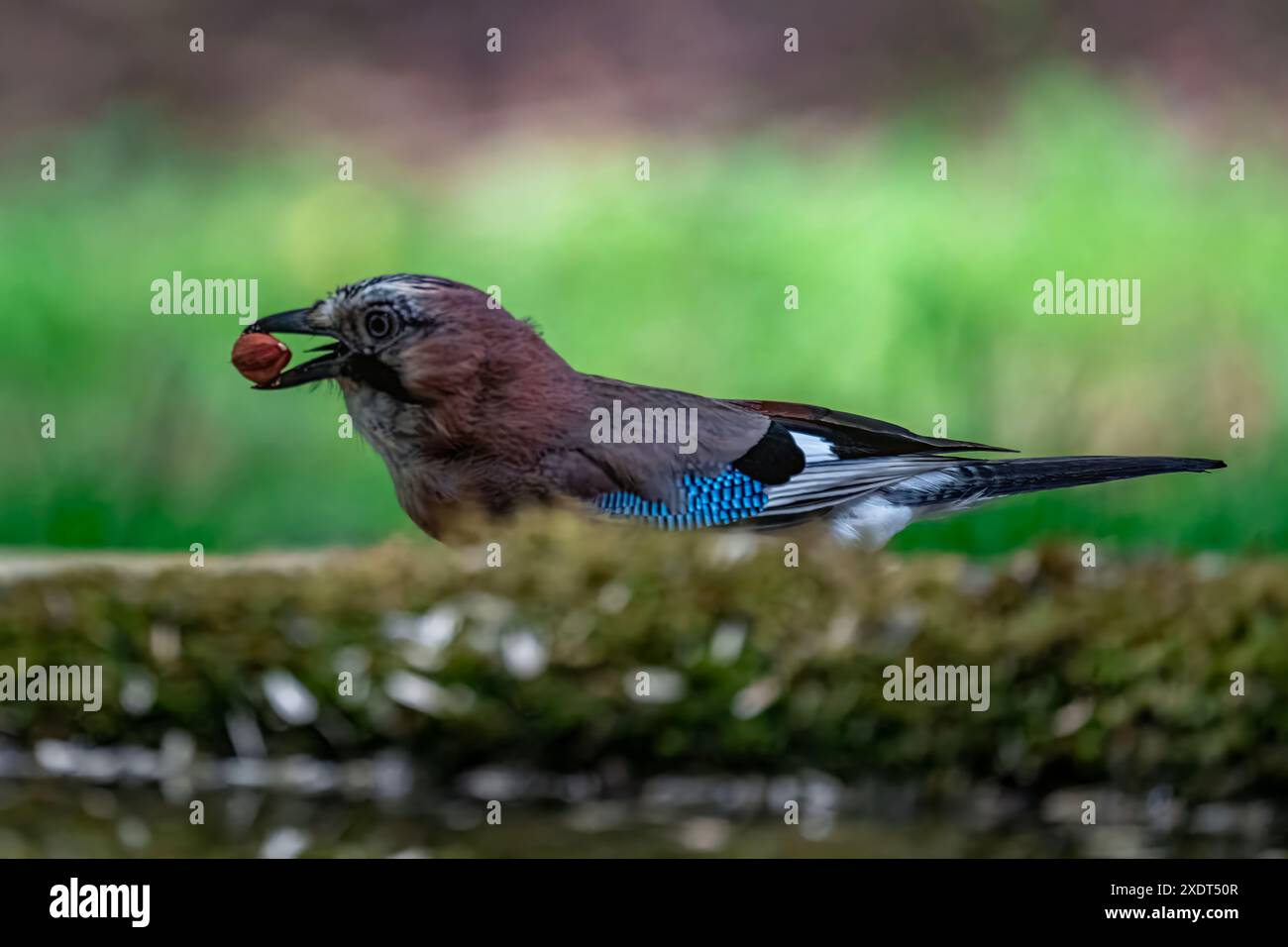Jay bird environment hi-res stock photography and images - Alamy