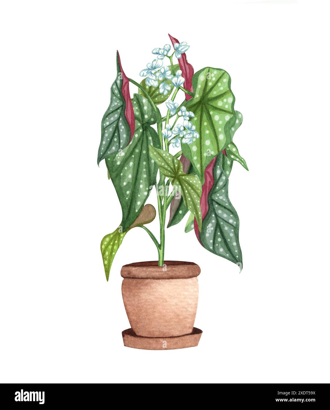 Spotted Begonia. Watercolor potted plant. Houseplant illustration ...