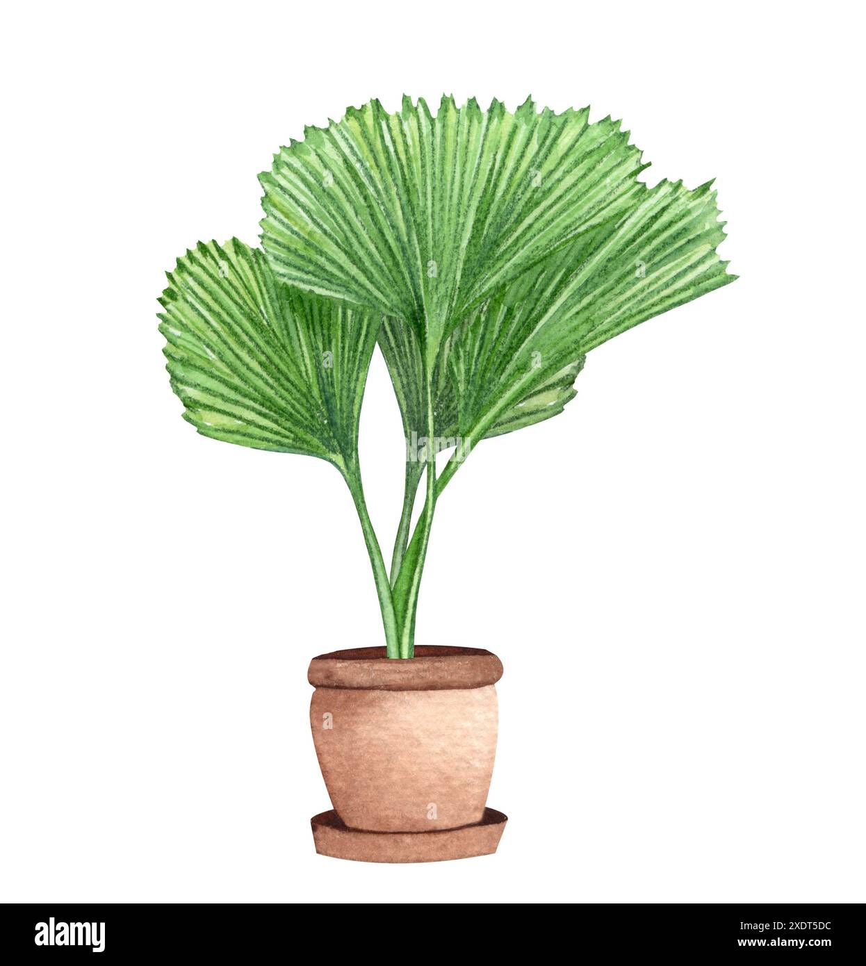 Potted fan palm tree hi-res stock photography and images - Alamy