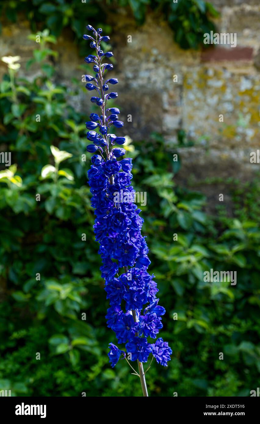 Tall spike with blue flowers in sunshine, Delphinium or larkspur ...