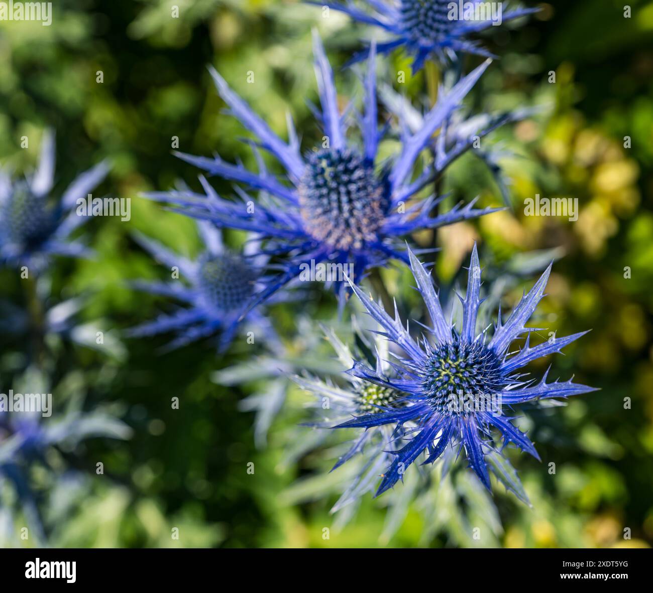 Blue spiky flowers hi-res stock photography and images - Alamy