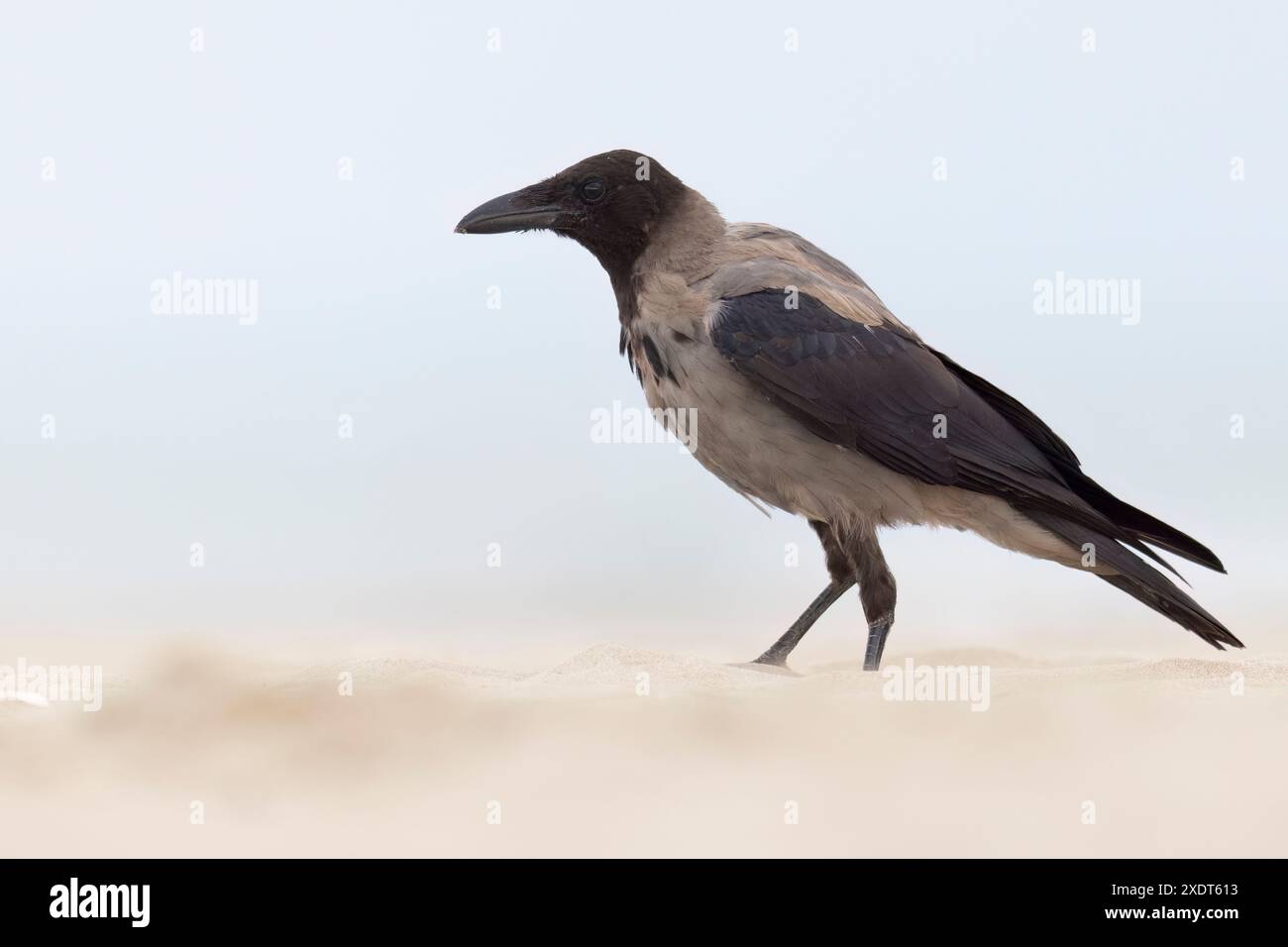 The hooded crow (Corvus cornix), scald-crow on the mediterranean beach ...