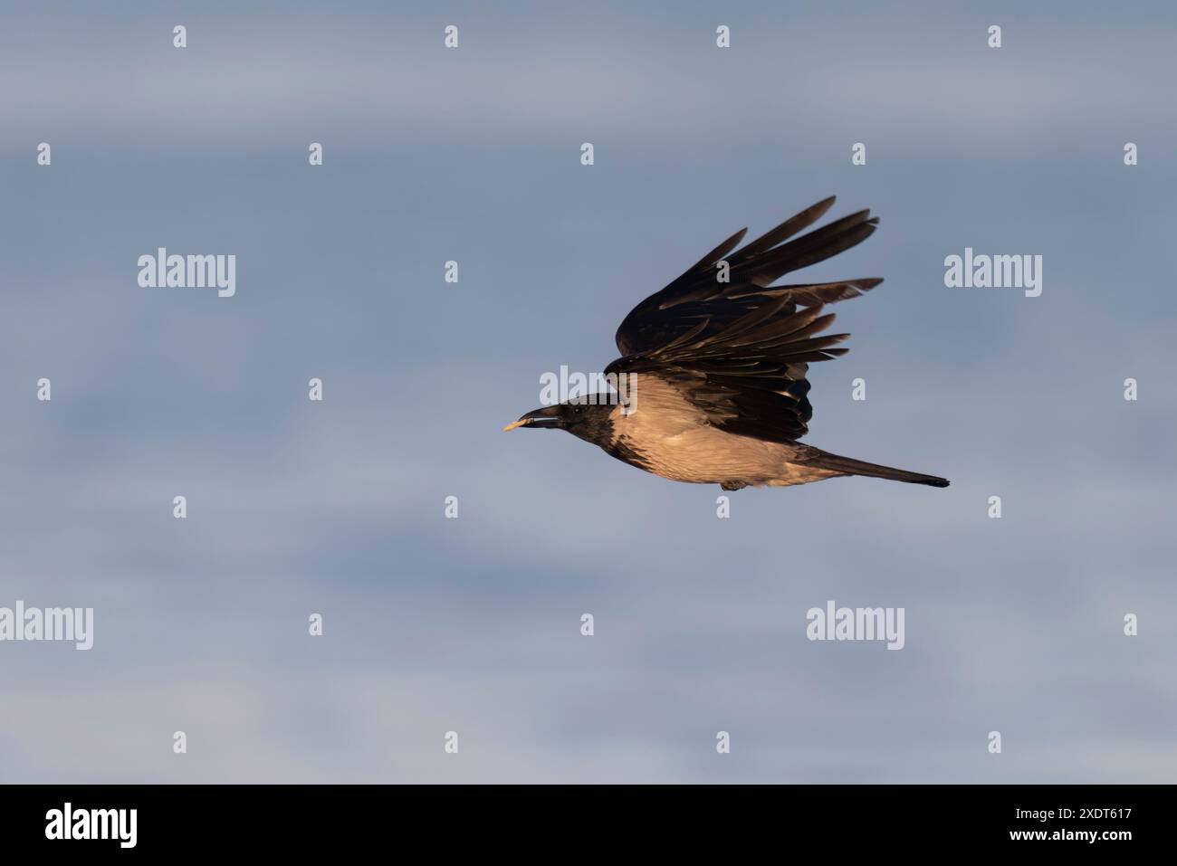 The hooded crow (Corvus cornix), scald-crow on the mediterranean beach ...