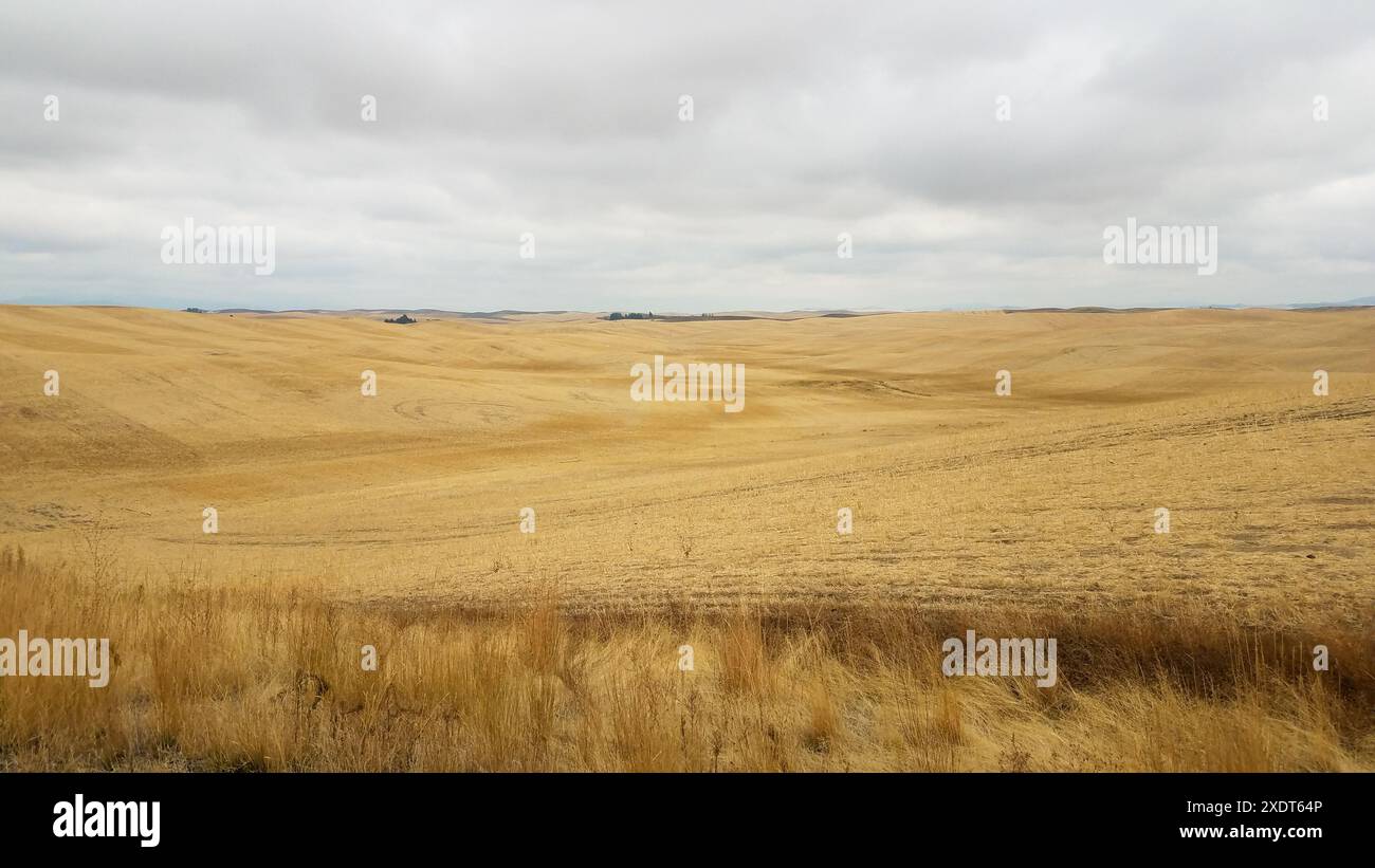 Rolling fields of wheat in autumn in Idaho Stock Photo - Alamy