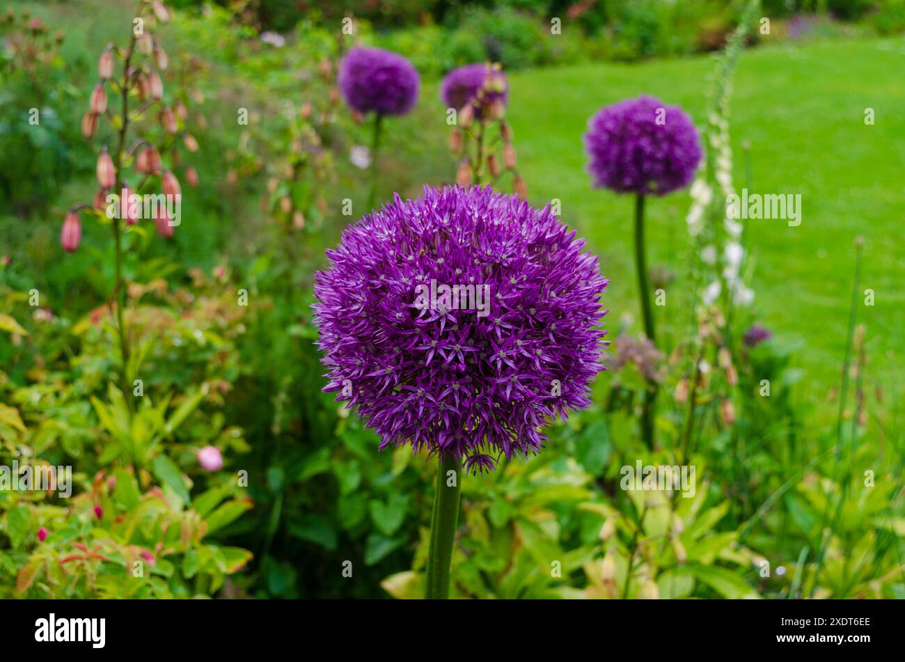Allium plant with depth of field taken in a public garden in Saintfield ...
