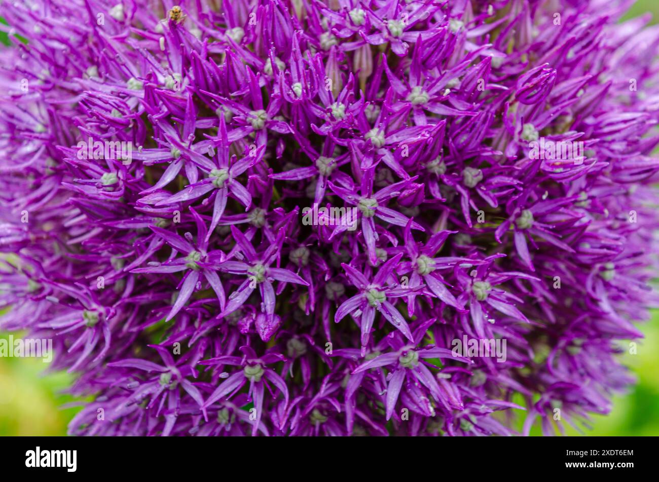 Close-up of Allium plant with depth of field taken in a public garden ...