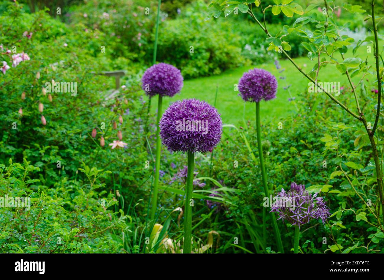 Allium plant with depth of field taken in a public garden in Saintfield ...