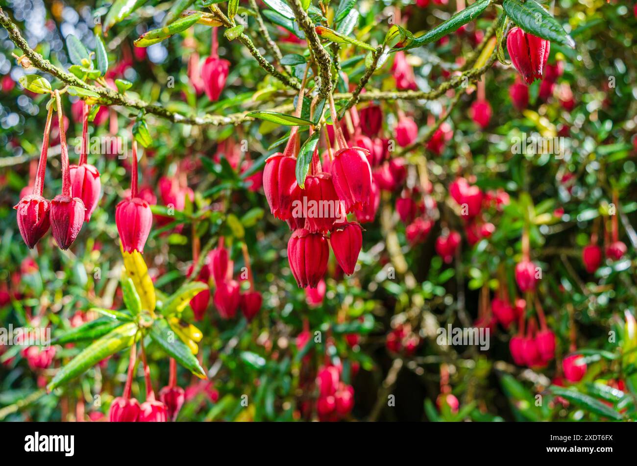 Ornamental tree in flower hi-res stock photography and images - Alamy
