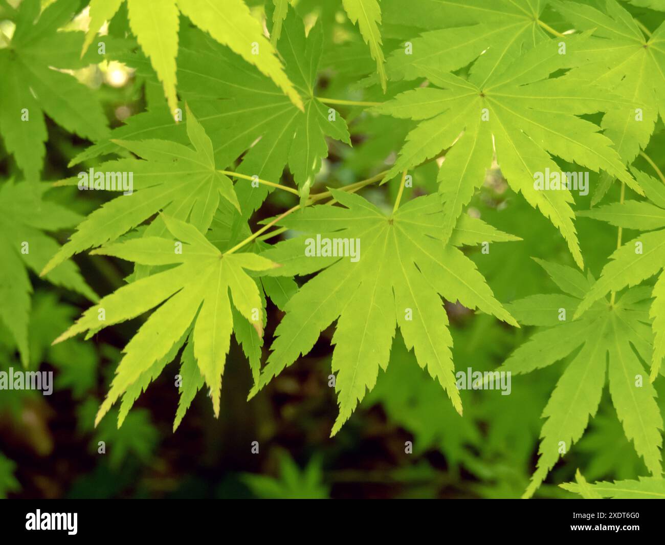 Acer palmatum branch with palmate green leaves. Japanese maple plant ...